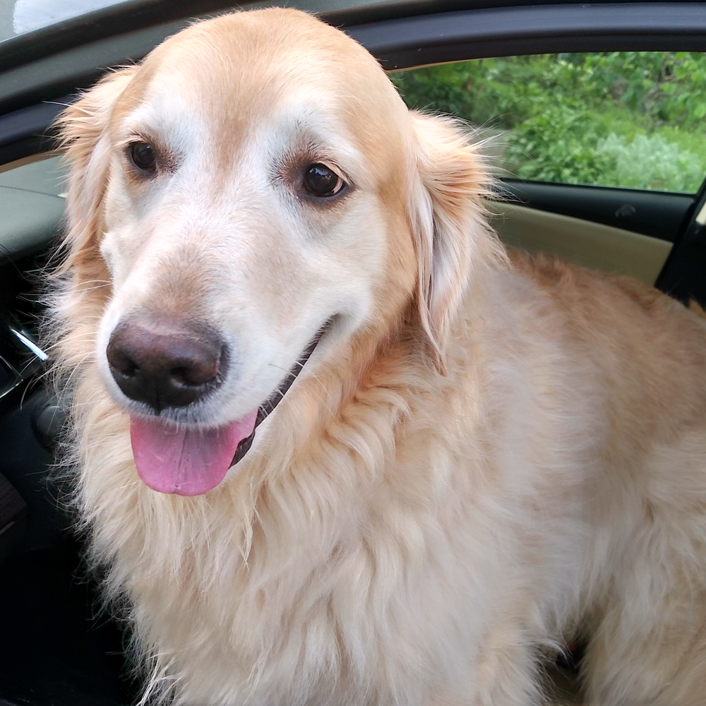 Pet & Animal Veterinary Resources for Vermont Dogs & Cats